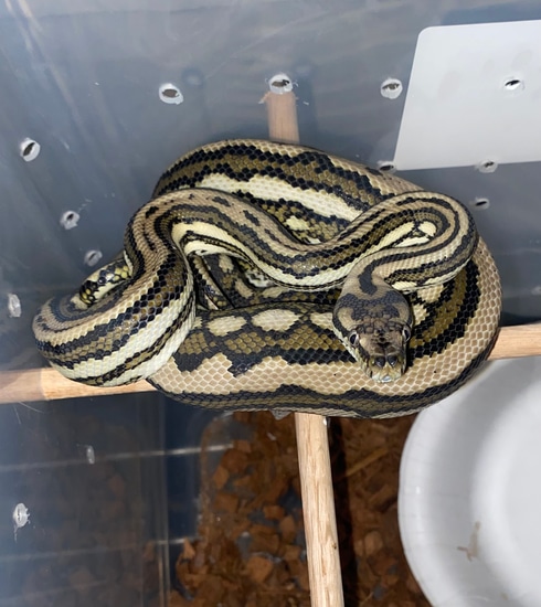 Baylin Tiger Coastal Carpet Python by Shawn Handley