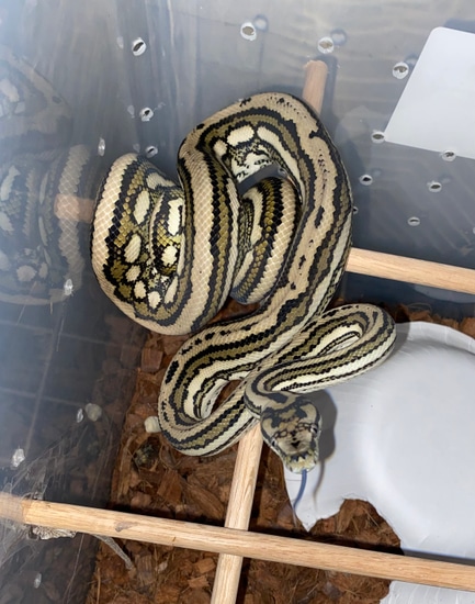 2023 Female Pure Coastal Baylin Tiger Coastal Carpet Python by Shawn Handley