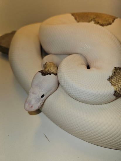 Lesser Pied Het Lavender Ball Python by Cowboy Coldbloods