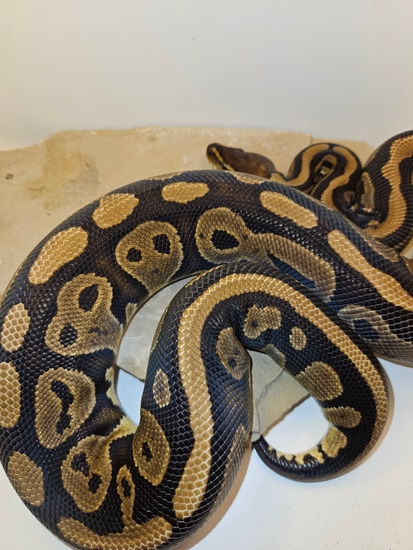 2022 Female HRA Arroyo Het Green Ghost Ball Python by Cowboy Coldbloods