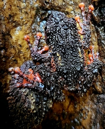 Theloderma Leprosum USCB Juveniles Other Frog by The Frog Whisperer ®, LLC