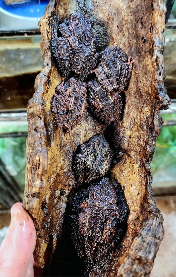 Theloderma Leprosum USCB SUBADULTS Other Frog by The Frog Whisperer ®, LLC