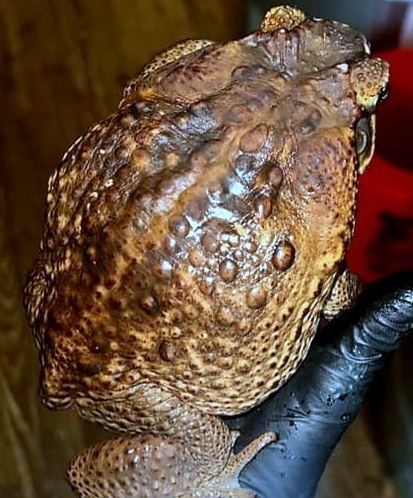 Bufo Marinus - LARGE Male Suriname Toad by The Frog Whisperer ®, LLC