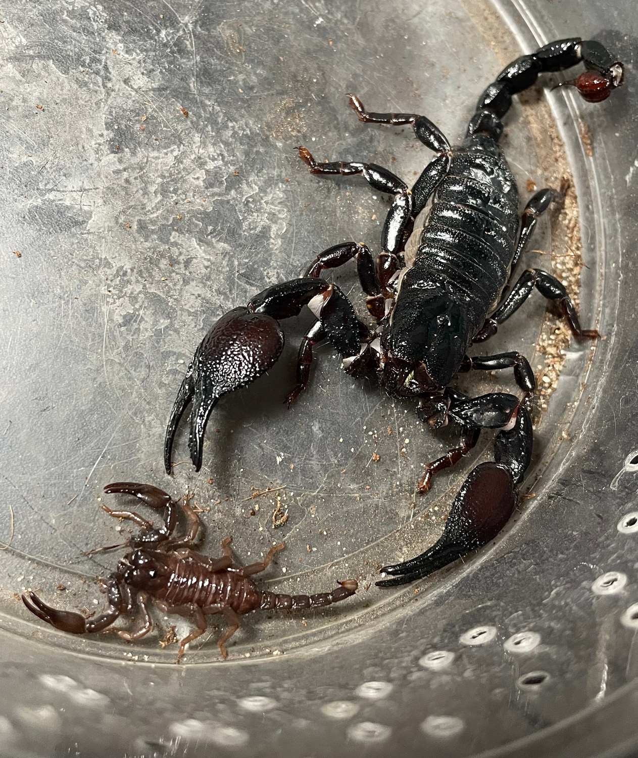 CB Congo Emperor Scorpion by SX - MorphMarket