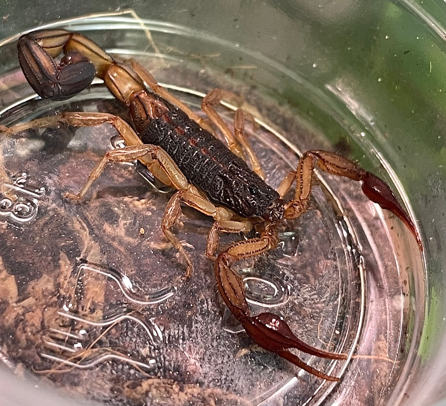 CB Adult CA Bark Scorpion by Shawn eXotic - MorphMarket