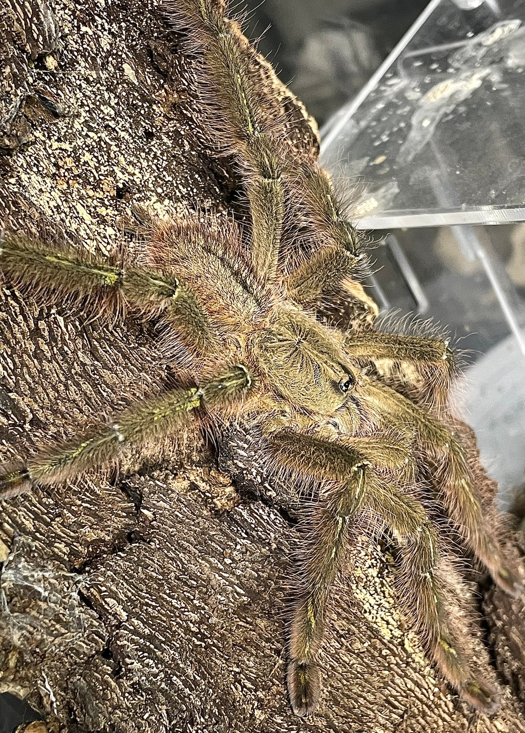 Red Slate Ornamental Tarantula by Shawn eXotic - MorphMarket