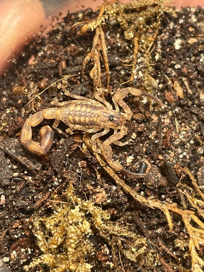 Lesser Antilles Thicktail (Tityus Smithii) Scorpion by Shawn eXotic