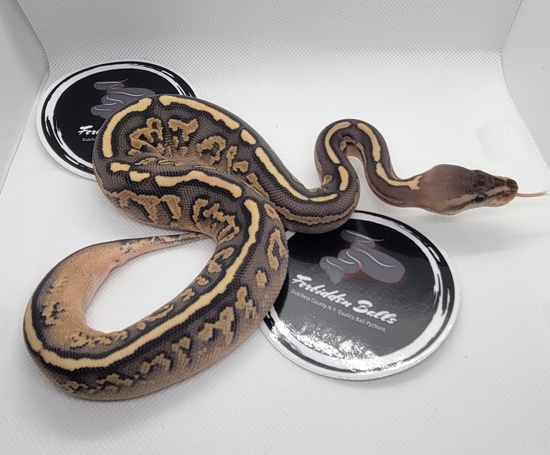 Black Pastel Mystic YB Fire Ball Python by Forbidden Balls