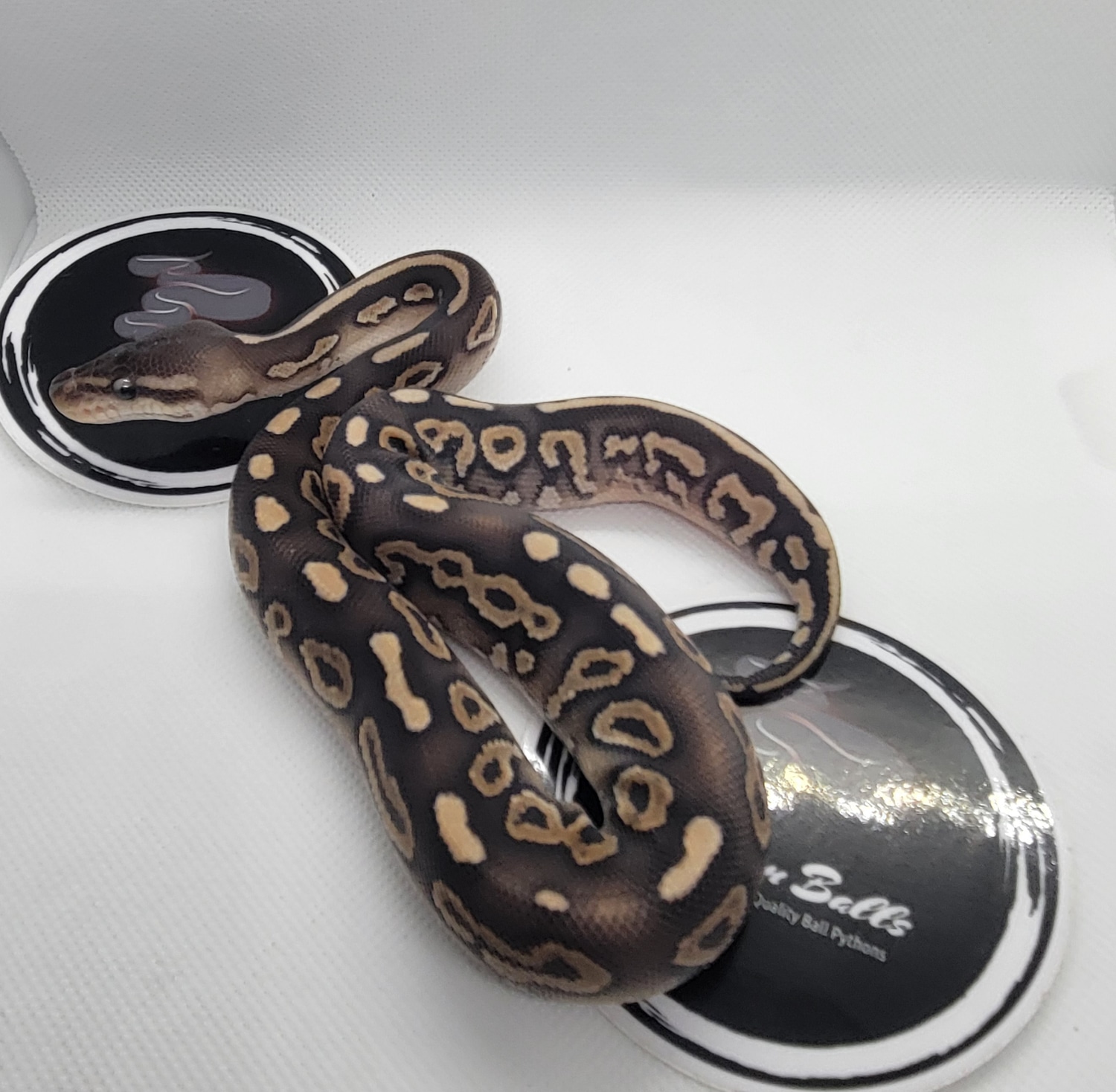 Black Pastel Yellow Belly Pos Mystic Ball Python by Forbidden Balls ...