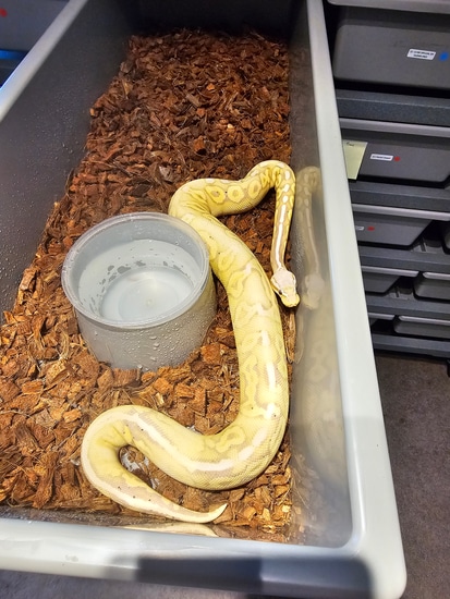 Black Pewter Banana Yb Ball Python by Forbidden Balls