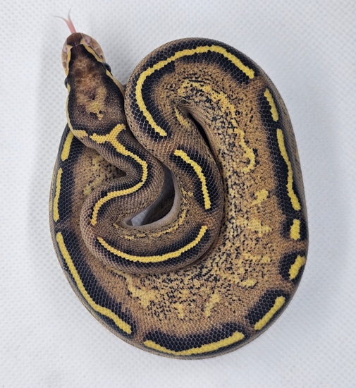 Female Freeway Ball Python by Forbidden Balls