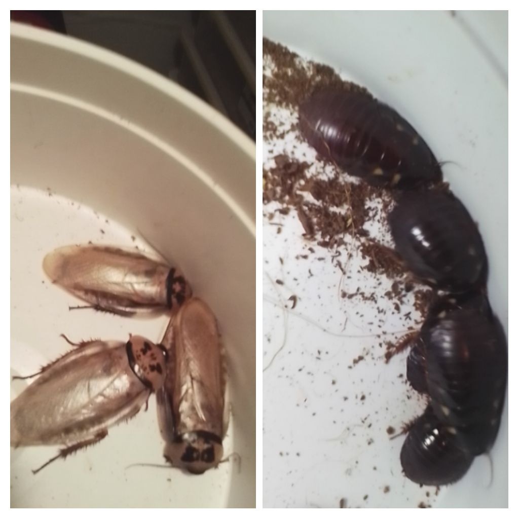 Ivory Head Roach Eublaberus Distanti 10ct $24 Other Invertebrate by ...