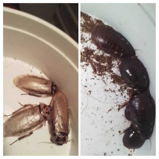 Ivory Head Roach Eublaberus Distanti 10ct $24 Cockroach by Pocket Fulla ...