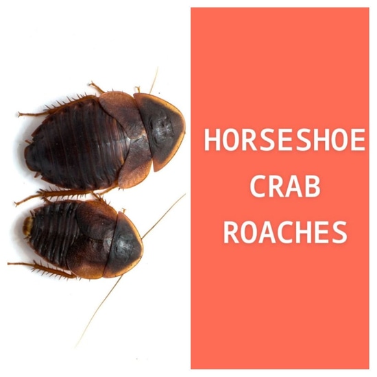Horseshoe Crab Cockroach by Pocket Fulla Reptilez