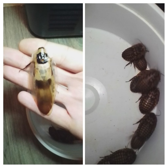 Dusky Cave Cockroach by Pocket Fulla Reptilez