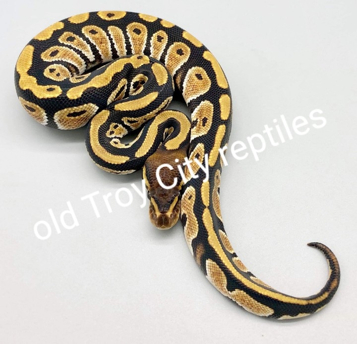 Honey Cypress Ball Python by Old Troy City Reptiles - MorphMarket