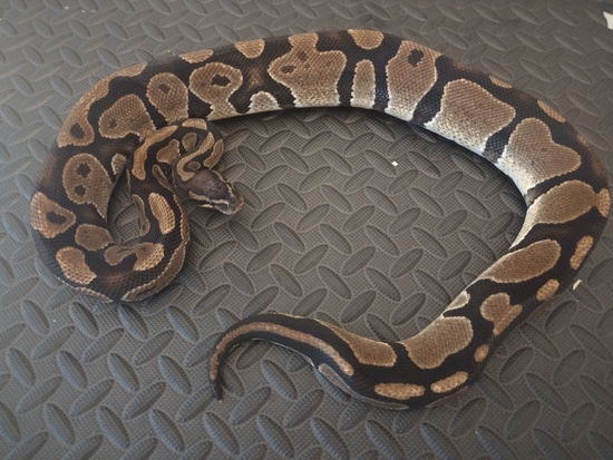 100% Het Sunset Ball Python by Old Troy City Reptiles
