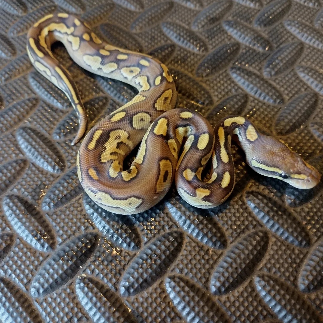 Black Head Lesser Red Gene Ringer Gene Poss Het Hypo Ball Python by Old ...