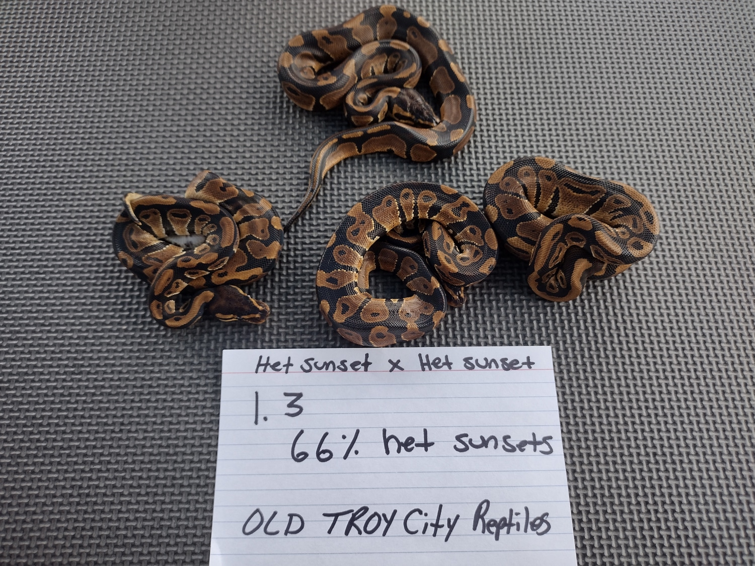66% Het Sunsets Ball Python by Old Troy City Reptiles - MorphMarket