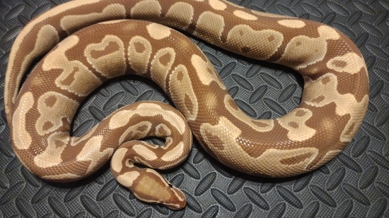 Ultramel Ball Python by Old Troy City Reptiles