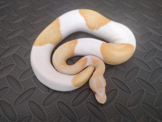 Candy Pied Ball Python by Old Troy City Reptiles