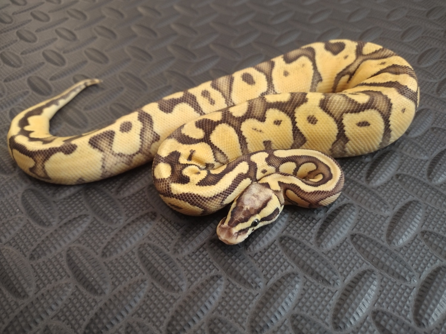 Pastel Enchi Orange Dream Fire Or Disco Ball Python by Old Troy City ...