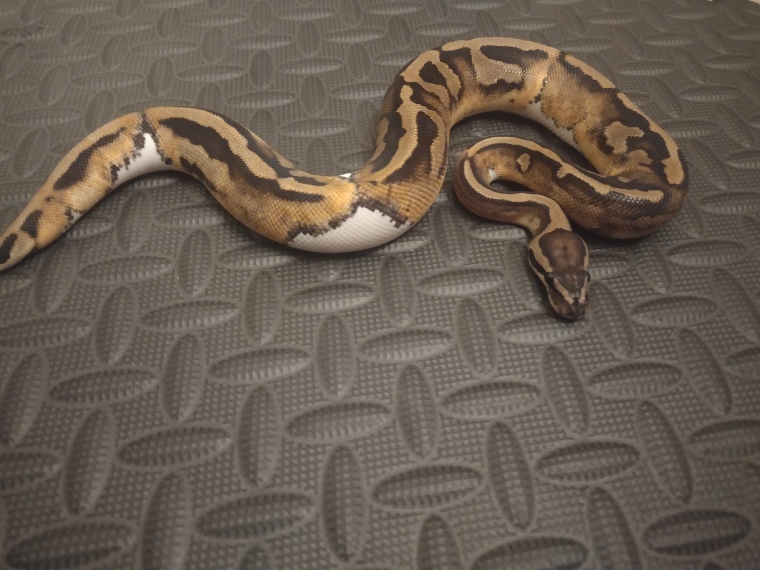 Pied 66% Het Clown Ball Python by Old Troy City Reptiles - MorphMarket