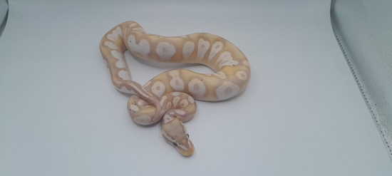 Wookie Banana Calico Pastel 66% Het Clown Ball Python by Old Troy City ...