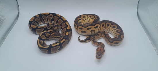 Pair Clown Het Pied And Dbl Het Clow Pied Ball Python by Old Troy City ...