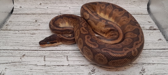 Proven Breeder Sunset Ball Python by Old Troy City Reptiles