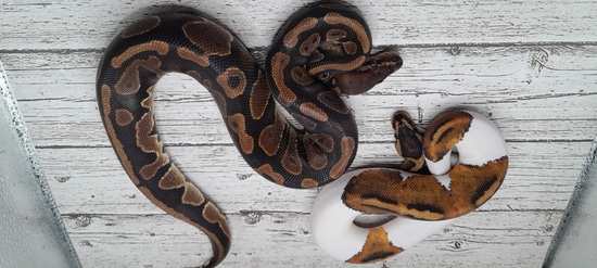 Stranger Black Pastel Dreamsicle Project Ball Python by Old Troy City ...