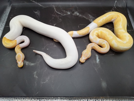 Albino Pieds Ball Python by Old Troy City Reptiles