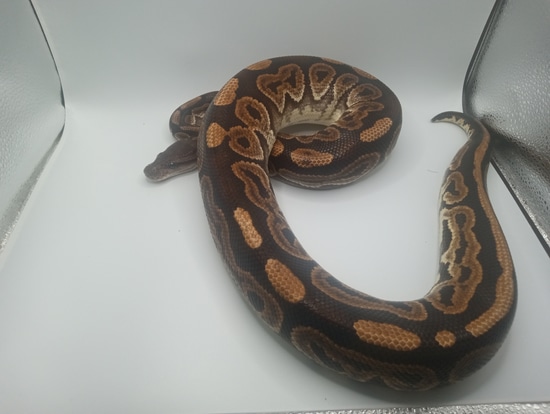 White Lace Project Ball Python by Old Troy City Reptiles