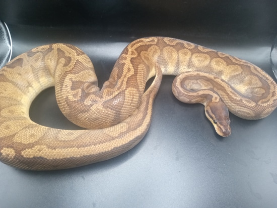 Sunset Het Hypo Ball Python by Old Troy City Reptiles
