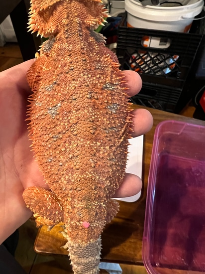 3/4 Red Monster Female Central Bearded Dragon by Monster Reptiles