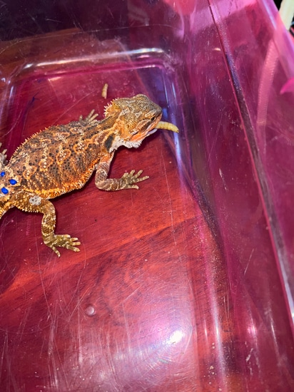 Beautiful 3/4 Red Monster Male Central Bearded Dragon by Monster Reptiles