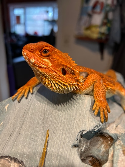 Beautiful 3/4 Red Monster Male Central Bearded Dragon by Monster Reptiles