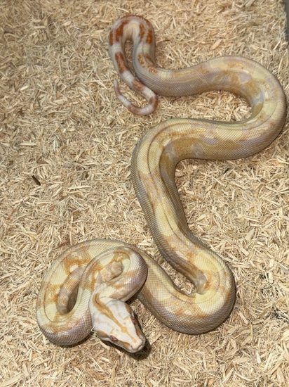 2022 Lavender Line Sharp Albino Key West Het Blood 50% Het Type 1 Anery ...