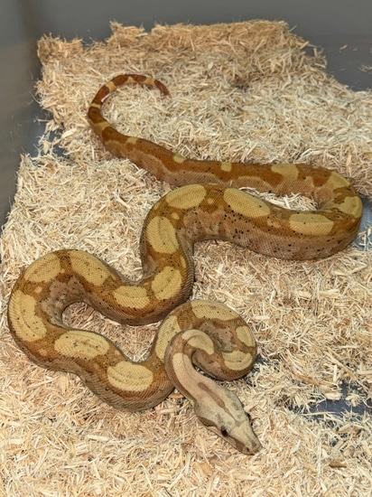 VPI Sunglow 66% Het RDR-BEA (Specter) Boa Constrictor by Ourobora Boas