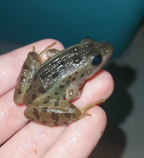 Goofy Frogs Other Frog by CuteLilCritters