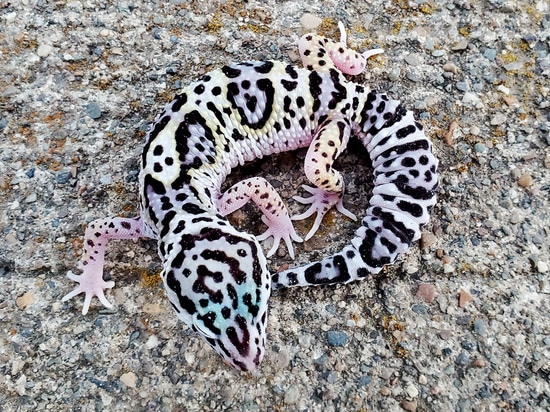 Bold Mac Snow Leopard Gecko by Ney Geckos