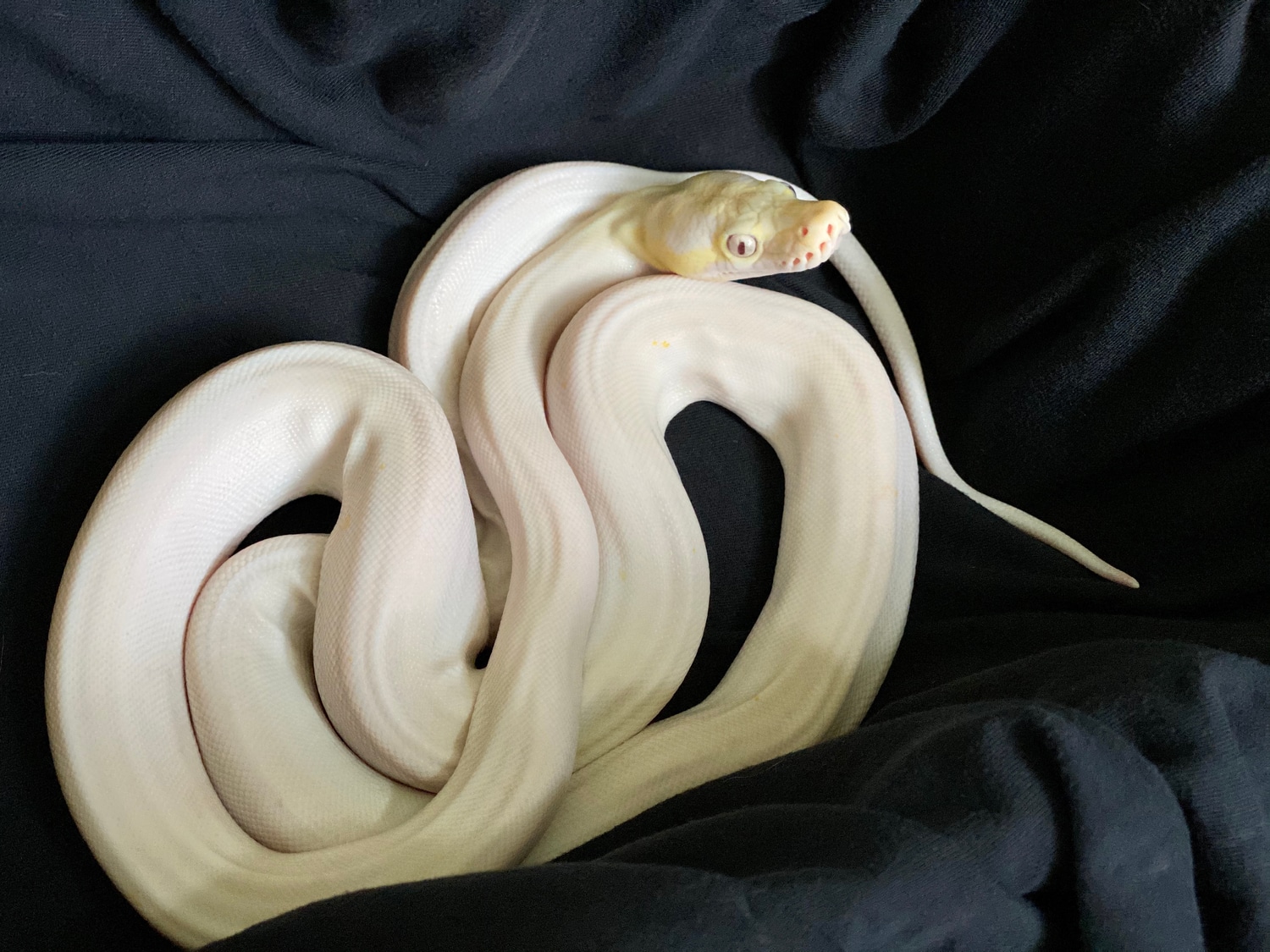 Super Motley Platinum Purple Albino Goldenchild 66% Het Anery ...