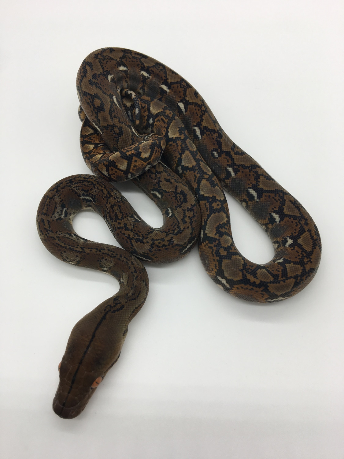 Low Expression Marble Reticulated Python by Sheffield Reptiles ...