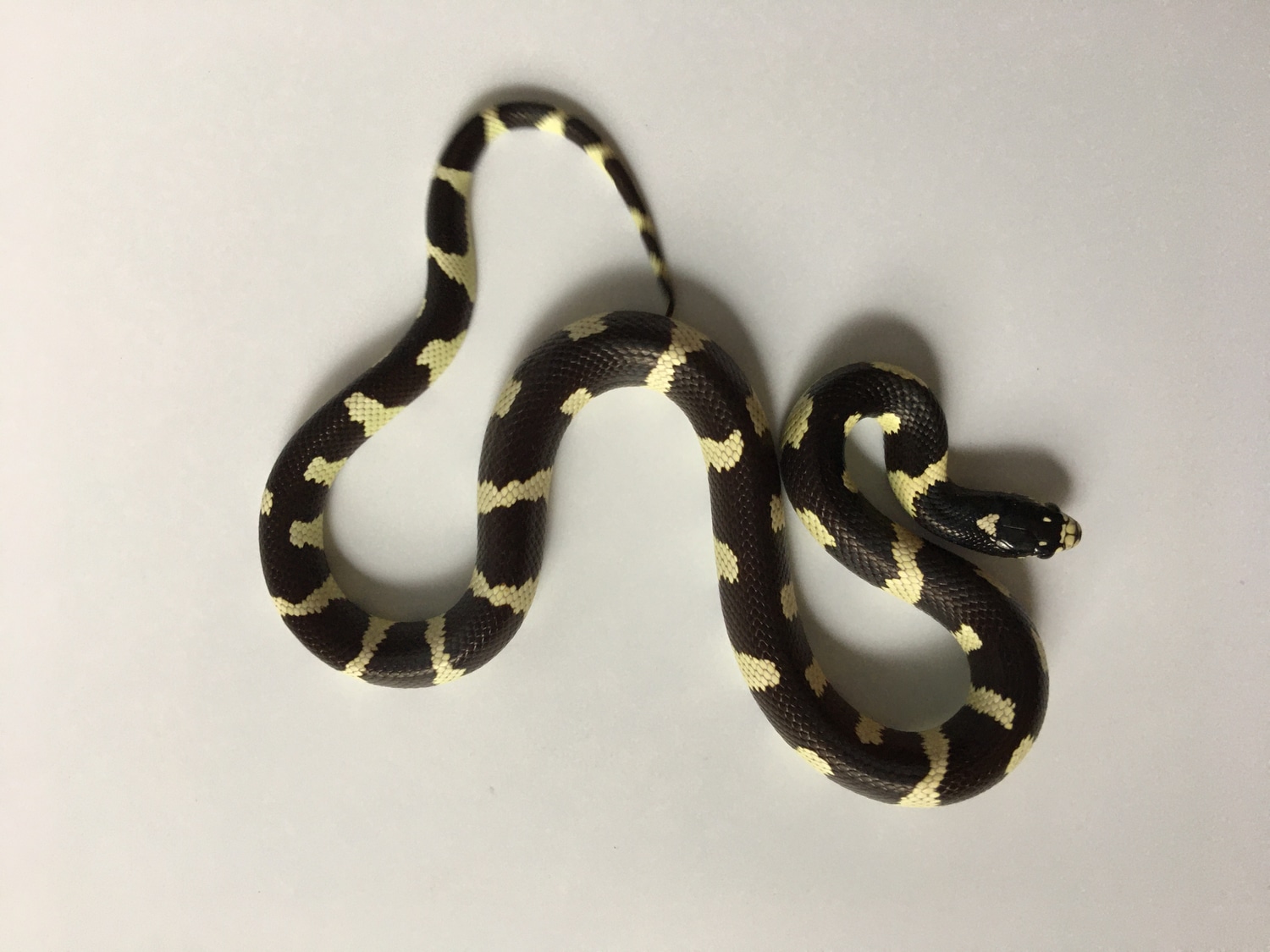 Mosaic 66% Het Lav, Albino, & Hypermel California Kingsnake by ...
