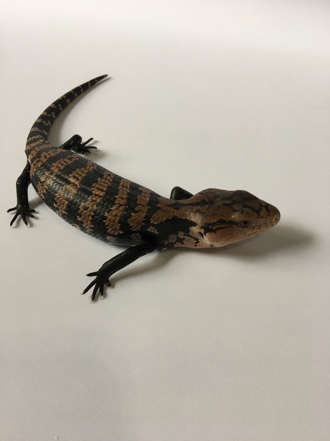 Halmahera BTS Halmahera Blue-Tongued Skink by Sheffield Reptiles ...