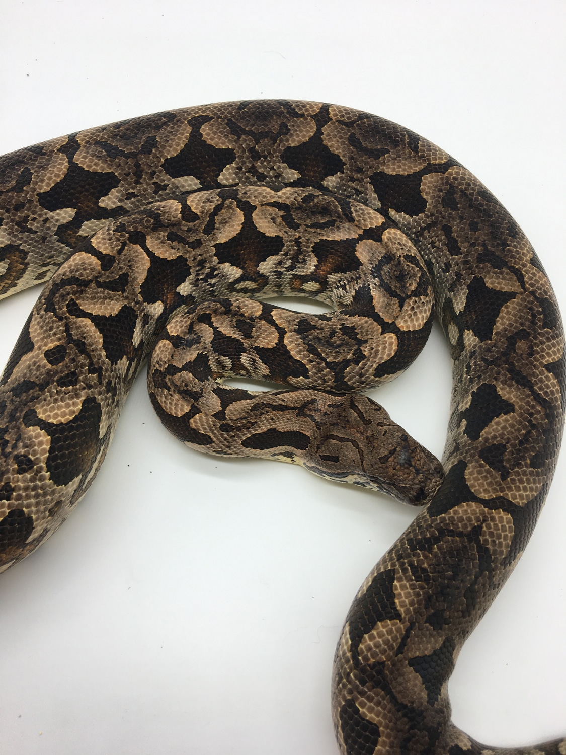 Dumeril Boa Female Dumeril's Boa by Sheffield Reptiles & Exotics ...