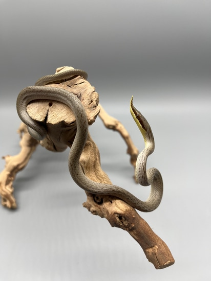 2023 Male Rhino Ratsnake Other Rat Snake by Northwest Terraria