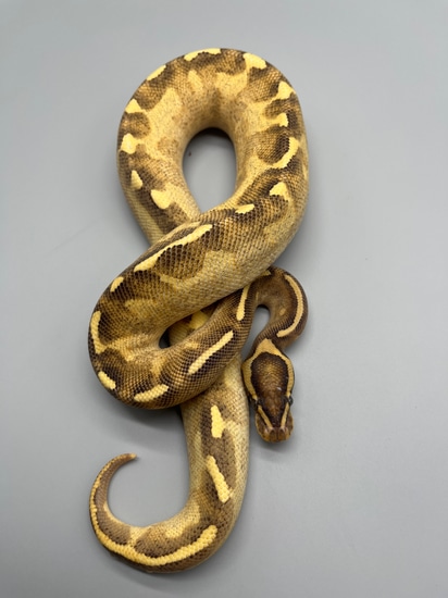 M Mardi Gras Ball Python by Northwest Terraria