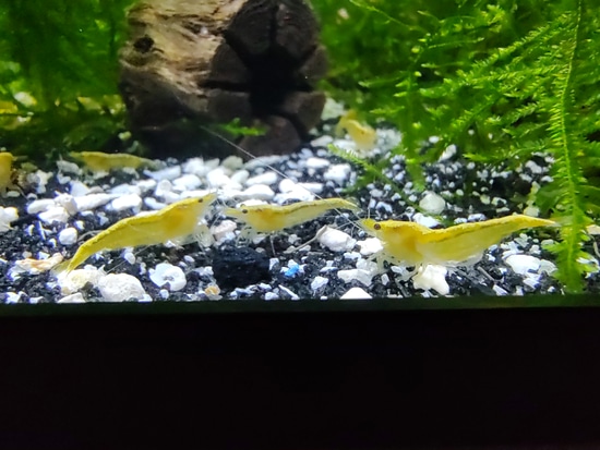 Yellow Golden Back Shrimp (5+1) Neocaridina by Shelbie's Fins & Flora
