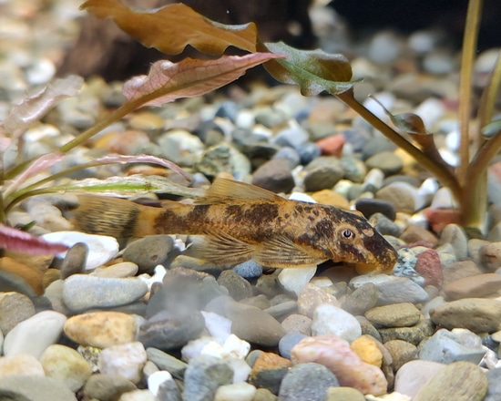 Calico Bristlenose Pleco by Shelbie's Fins & Flora
